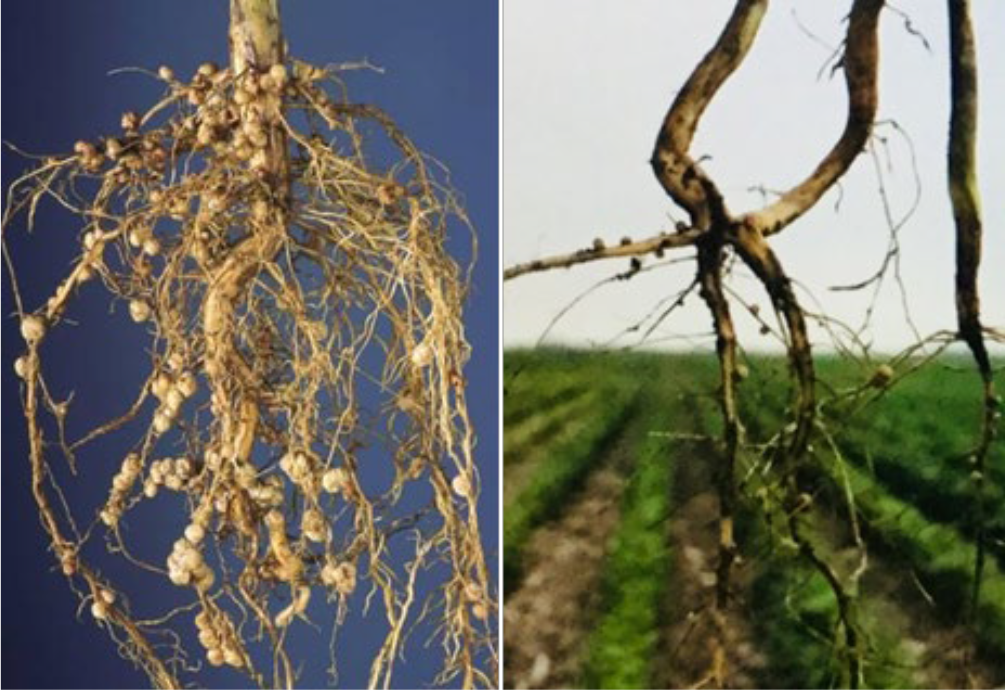 1.02.013 Nitrogen Replacement Credit Soybeans | ServiTech's Cultivated ...