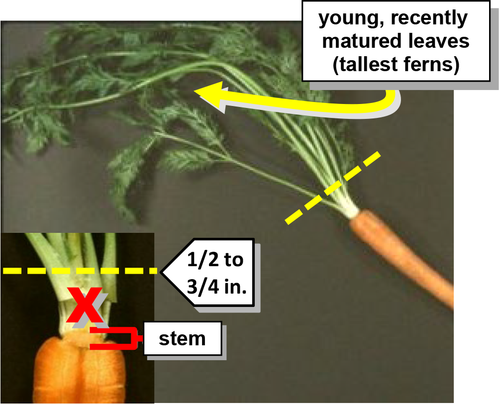 1.03.206 Carrot | ServiTech's Cultivated Knowledge