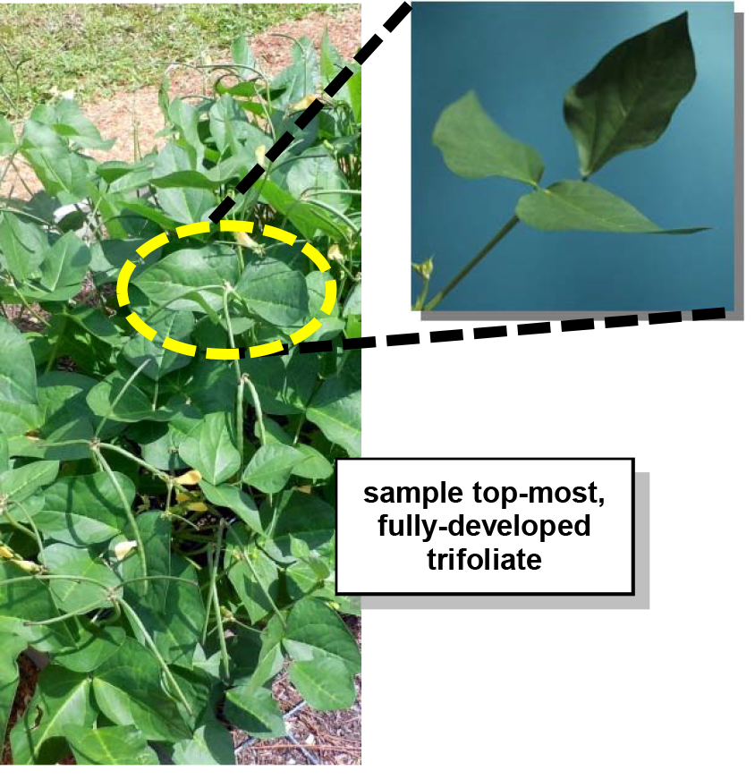 1.03.245 Cowpeas Forage | ServiTech's Cultivated Knowledge