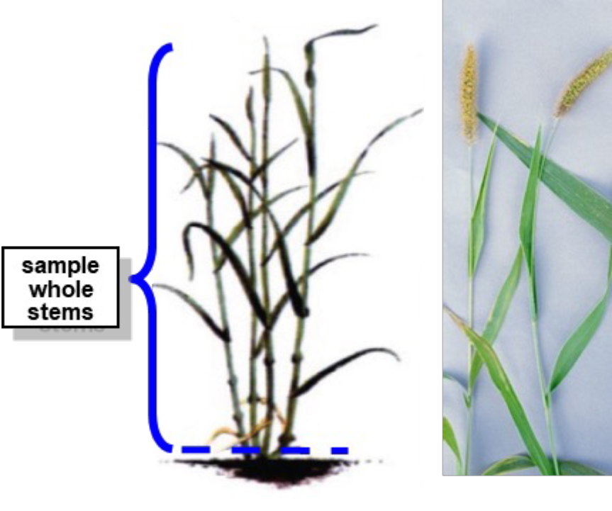 1.03.565 Millet | ServiTech's Cultivated Knowledge