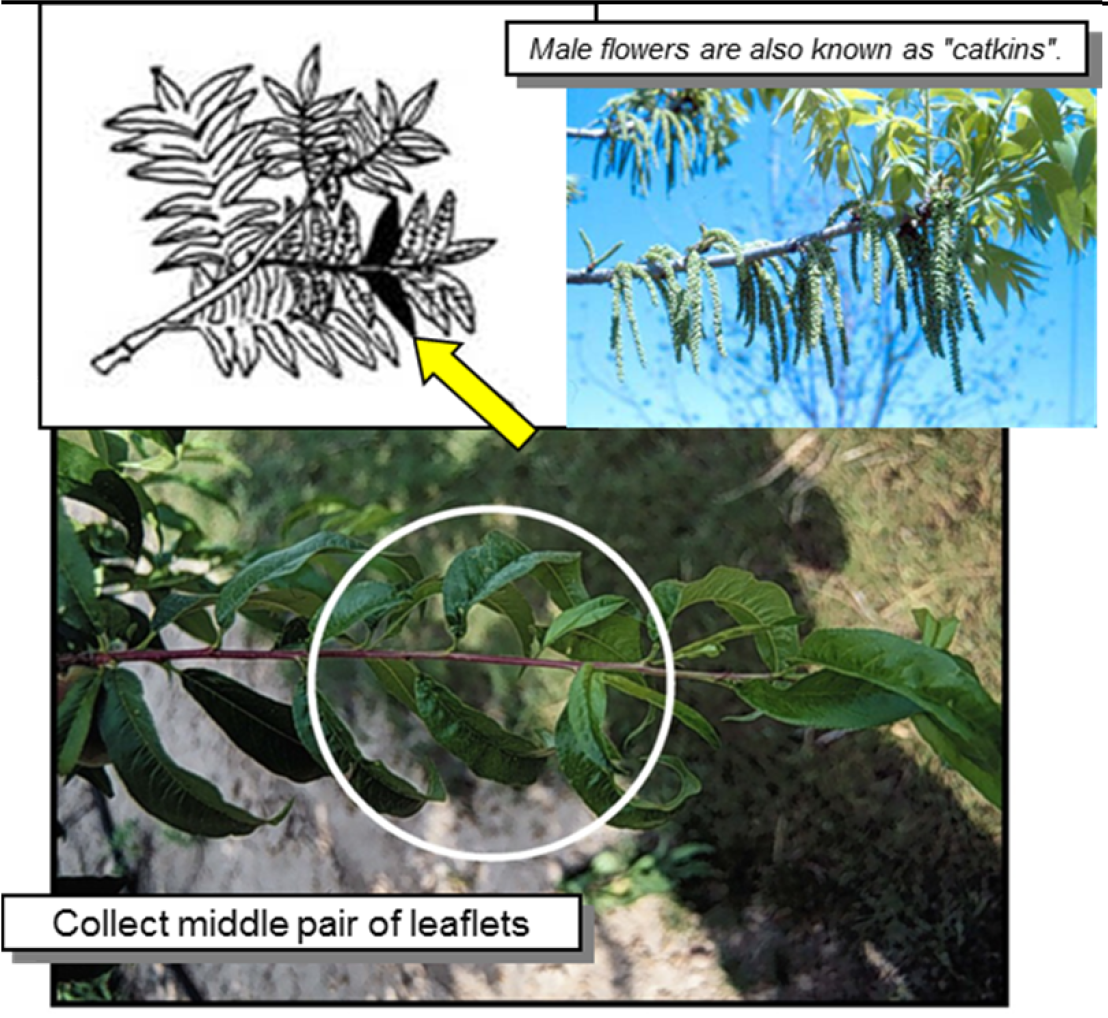 1.03.730 Pecan | ServiTech's Cultivated Knowledge