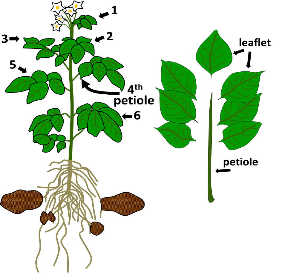 1.03.769 Potato Petiole | ServiTech's Cultivated Knowledge