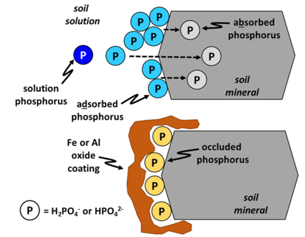 1.04.311 Phosphorus Transformations in the Soil | The ServiTech Crop File