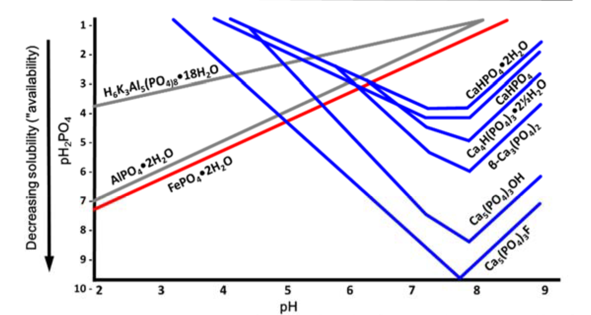 1.04.311 Phosphorus Transformations in the Soil | The ServiTech Crop File