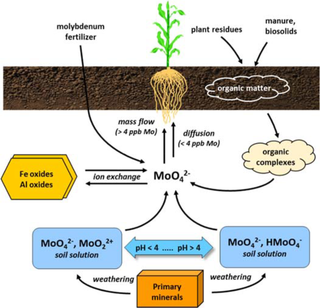 1.04.670 Molybdenum (Mo) in the Soil and Plant | ServiTech's Cultivated ...