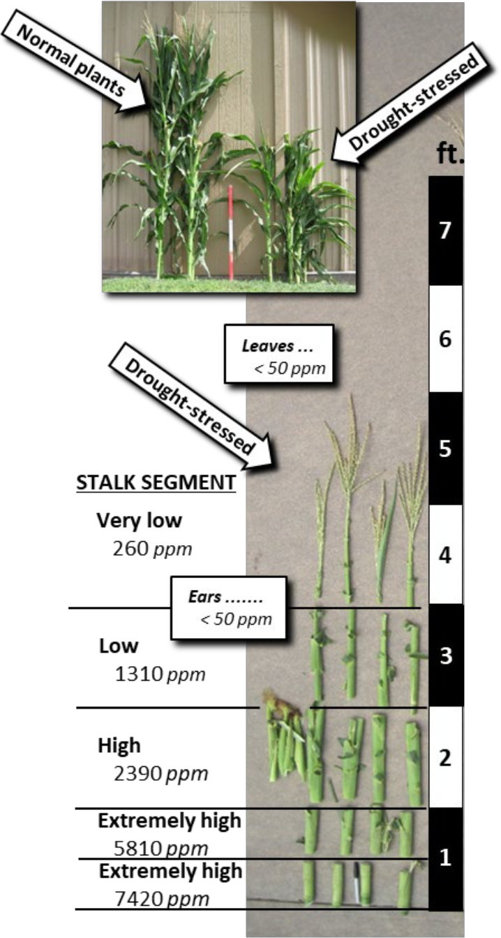 3.10.903 Harvesting Drought-Damaged Corn as Green-Chop or Grazing | The ...
