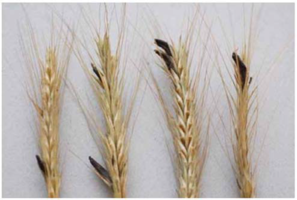 6.05.018 Ergot Fact Sheet | ServiTech's Cultivated Knowledge